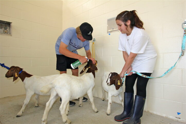 Ag students busy all summer caring for animals » Arlington ISD